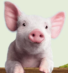 Wilbur | Charlotte's Web Wiki | Fandom powered by Wikia