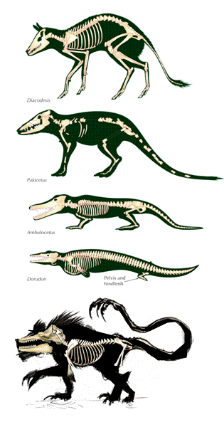 Cryptid Evolution | Cryptid Wiki | Fandom powered by Wikia