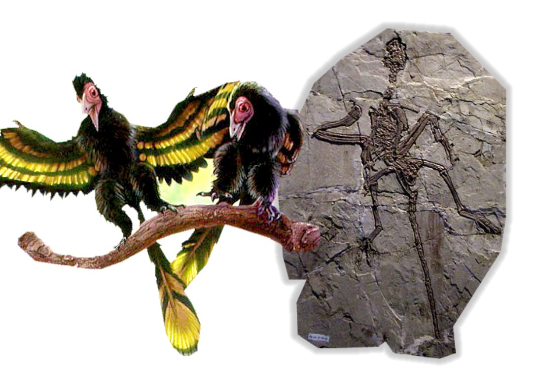 Jixiangornis Dinopedia Fandom Powered By Wikia