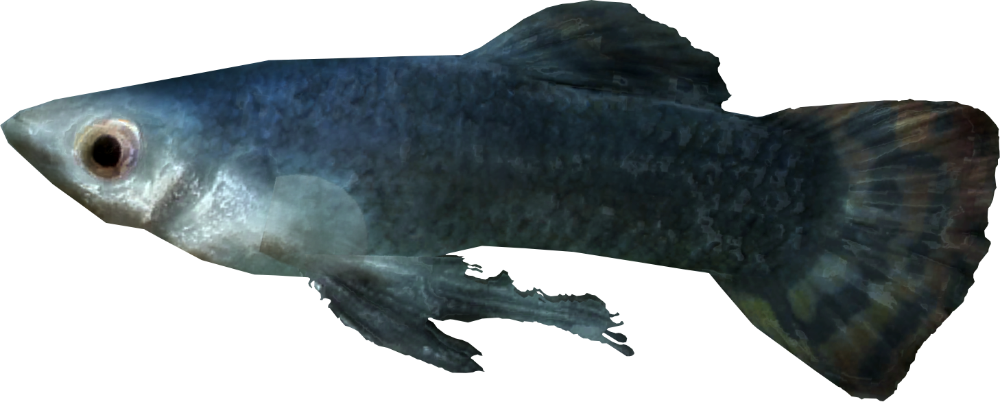 Fish | Elder Scrolls | Fandom powered by Wikia Fish | Elder Scrolls | Fandom powered by Wikia