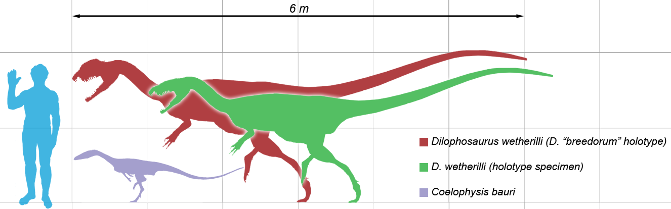 Coelophysis Fossil Wiki Fandom Powered By Wikia