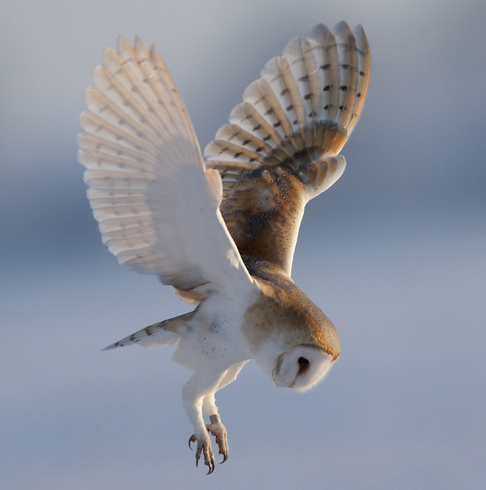 Category:Barn Owls | Guardians of Ga’Hoole Wiki | FANDOM powered by Wikia Category:Barn Owls | Guardians of Ga’Hoole Wiki | FANDOM powered by Wikia