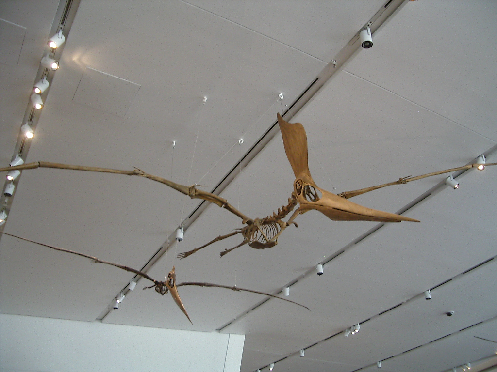 Pteranodon Land Before Time Wiki Fandom Powered By Wikia