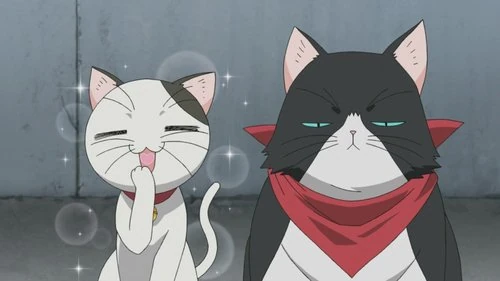 Neko Thread - Tenchiforum