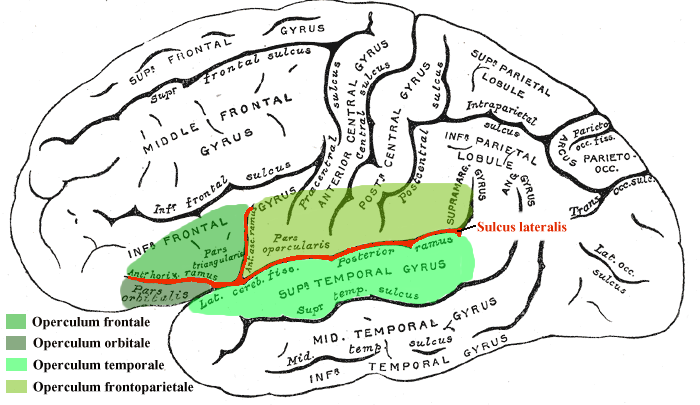 Opercular Part Of Inferior Frontal Gyrus Psychology Wiki Fandom