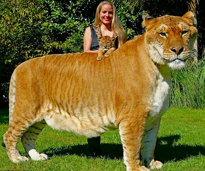 Ligre | Wiki Reino Animalia | Fandom powered by Wikia