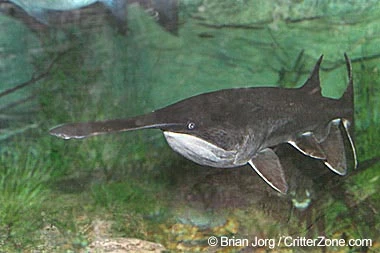 American Paddlefish | Animal Database | Fandom powered by Wikia