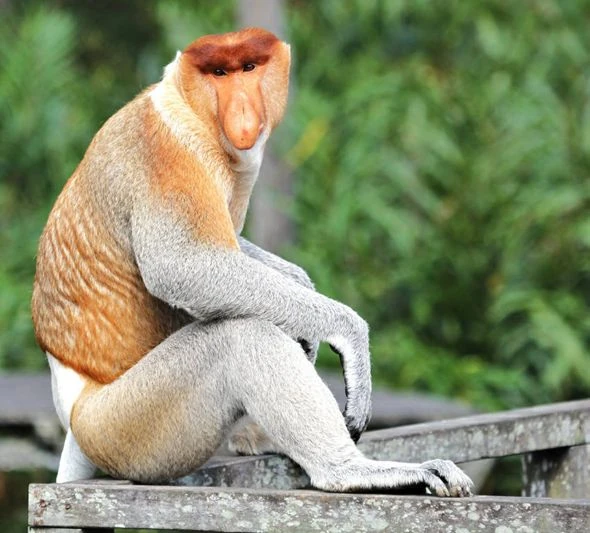 Proboscis Monkey | Animal Database | Fandom powered by Wikia