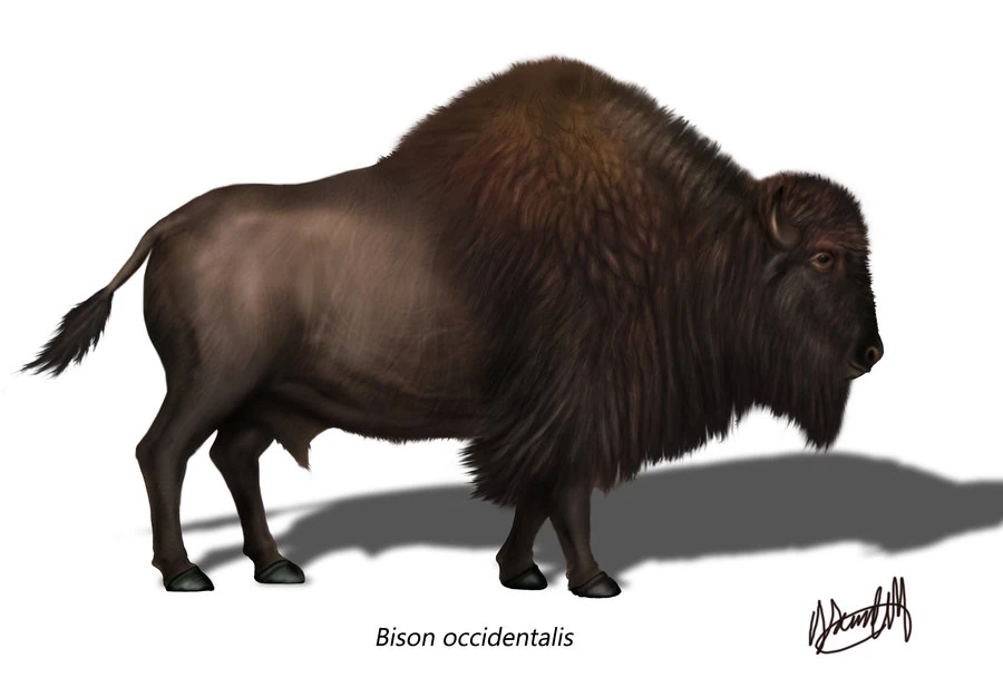 Holocene Bison | Animal Database | FANDOM powered by Wikia