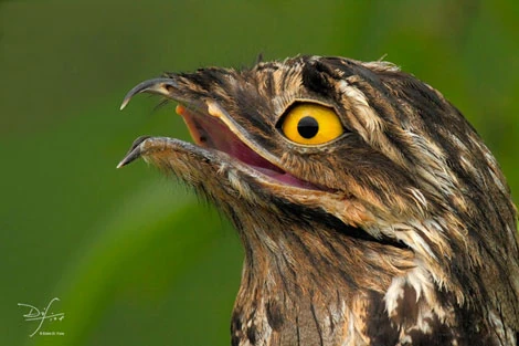 Kakuy | Wiki Bestial | FANDOM powered by Wikia