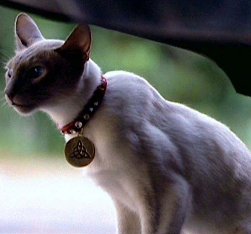 Kit | Charmed | FANDOM powered by Wikia