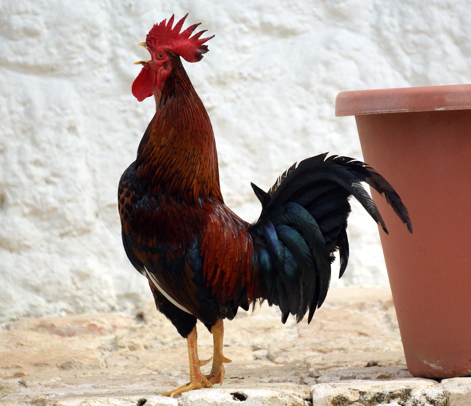 Image Red Jungle Fowl Rooster Crowing Chicken Wiki Fandom Powered By Wikia