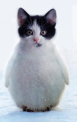 Kitty-Penguin | Creatures of Past, Present and Mythology Wiki | FANDOM ...