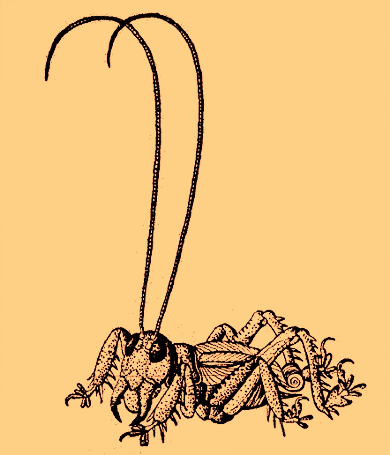 Muhnochwa Cryptid Tidbits Wiki Fandom Powered By Wikia