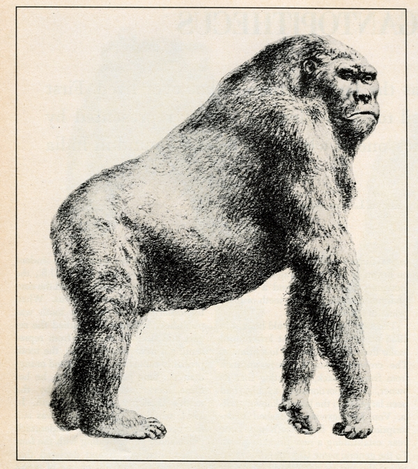 Image Gigantopithecus Cryptid Wiki Fandom Powered By Wikia