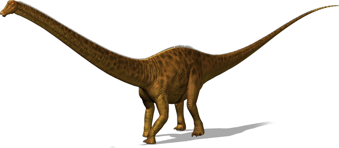 Diplodocus | Dinosaur Wiki | FANDOM powered by Wikia