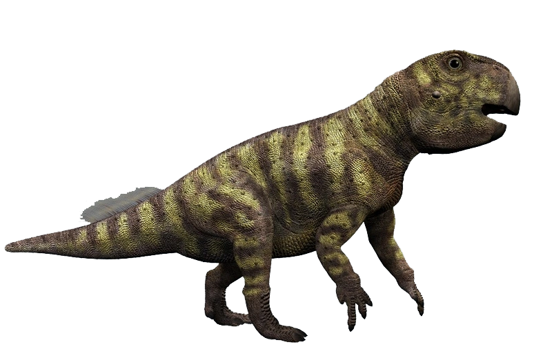 Psittacosaurus | Dinosaur Wiki | FANDOM powered by Wikia