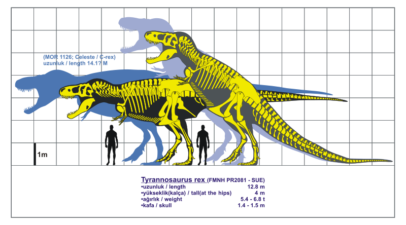 Image Tyrannosaurus Rex 1svgpng Dinopedia Fandom Powered By Wikia
