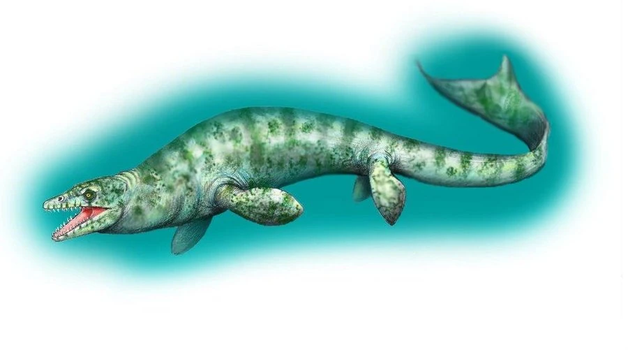 Platecarpus | Dinopedia | Fandom powered by Wikia