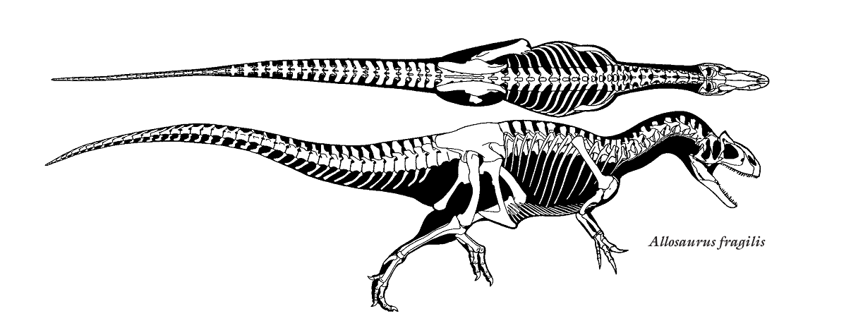 Allosaurus Skeleton Labeled