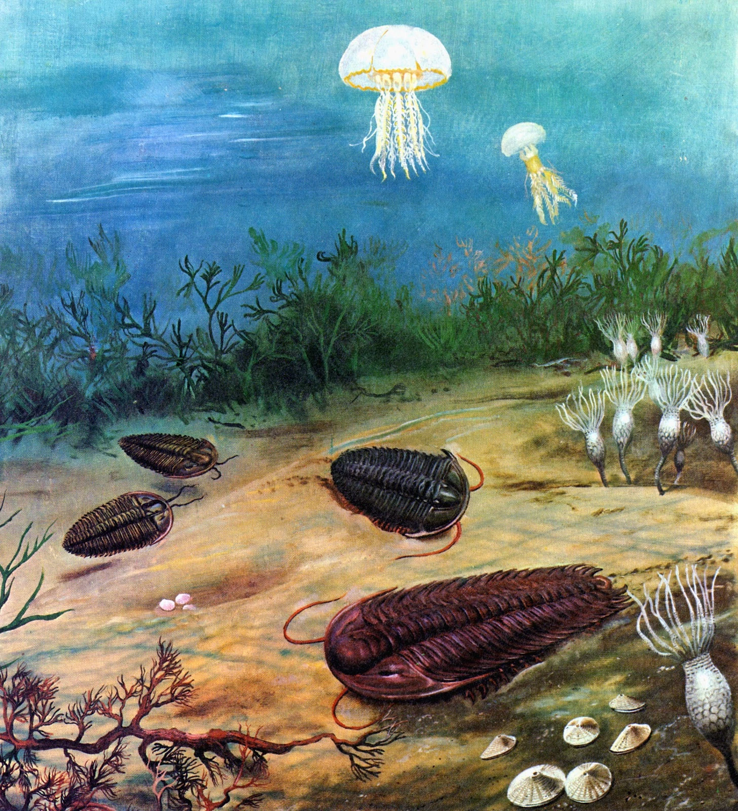 Category:Cambrian - Dinopedia - Wikia