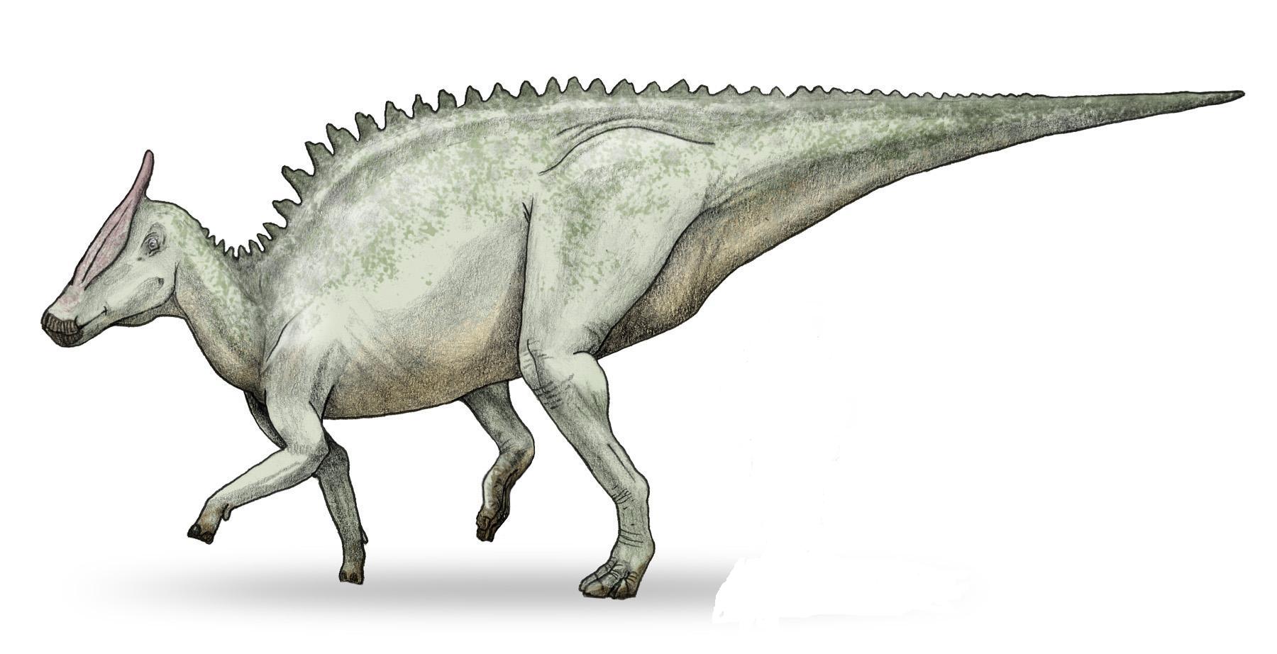 Saurolophus Dinopedia Fandom Powered By Wikia