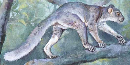 Adapis | Dinopedia | FANDOM powered by Wikia