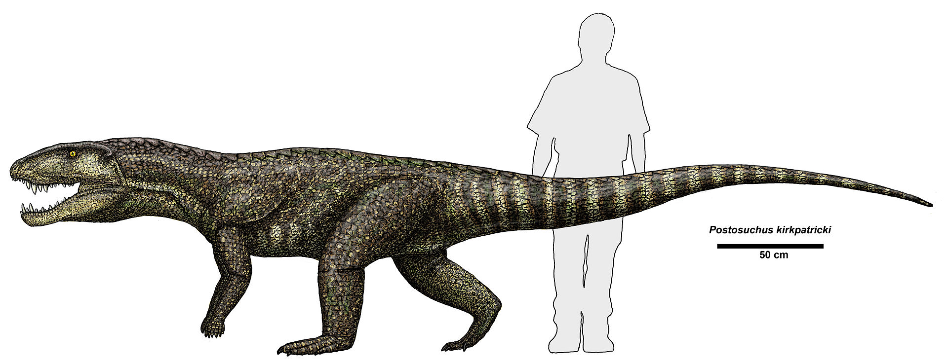 Postosuchus Dinopedia Fandom Powered By Wikia