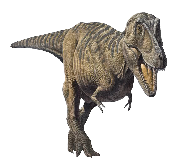 Tarbosaurusgallery Dinopedia Fandom Powered By Wikia