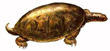 Stupendemys | Dinopedia | FANDOM powered by Wikia