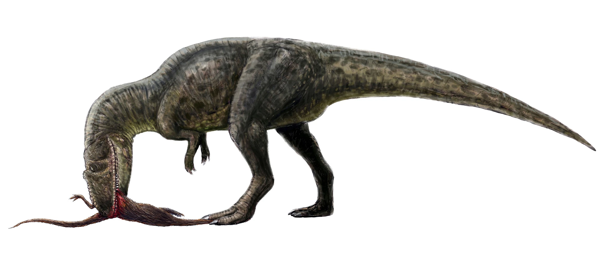 Shaochilong - Dinopedia - Wikia
