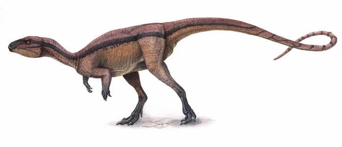 Agilisaurus | Dinopedia | FANDOM powered by Wikia