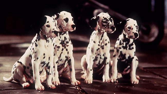 Image - Dalmatian-Puppies-1996-3.jpg | Disney Wiki | FANDOM powered by ... Image - Dalmatian-Puppies-1996-3.jpg | Disney Wiki | FANDOM powered by ...