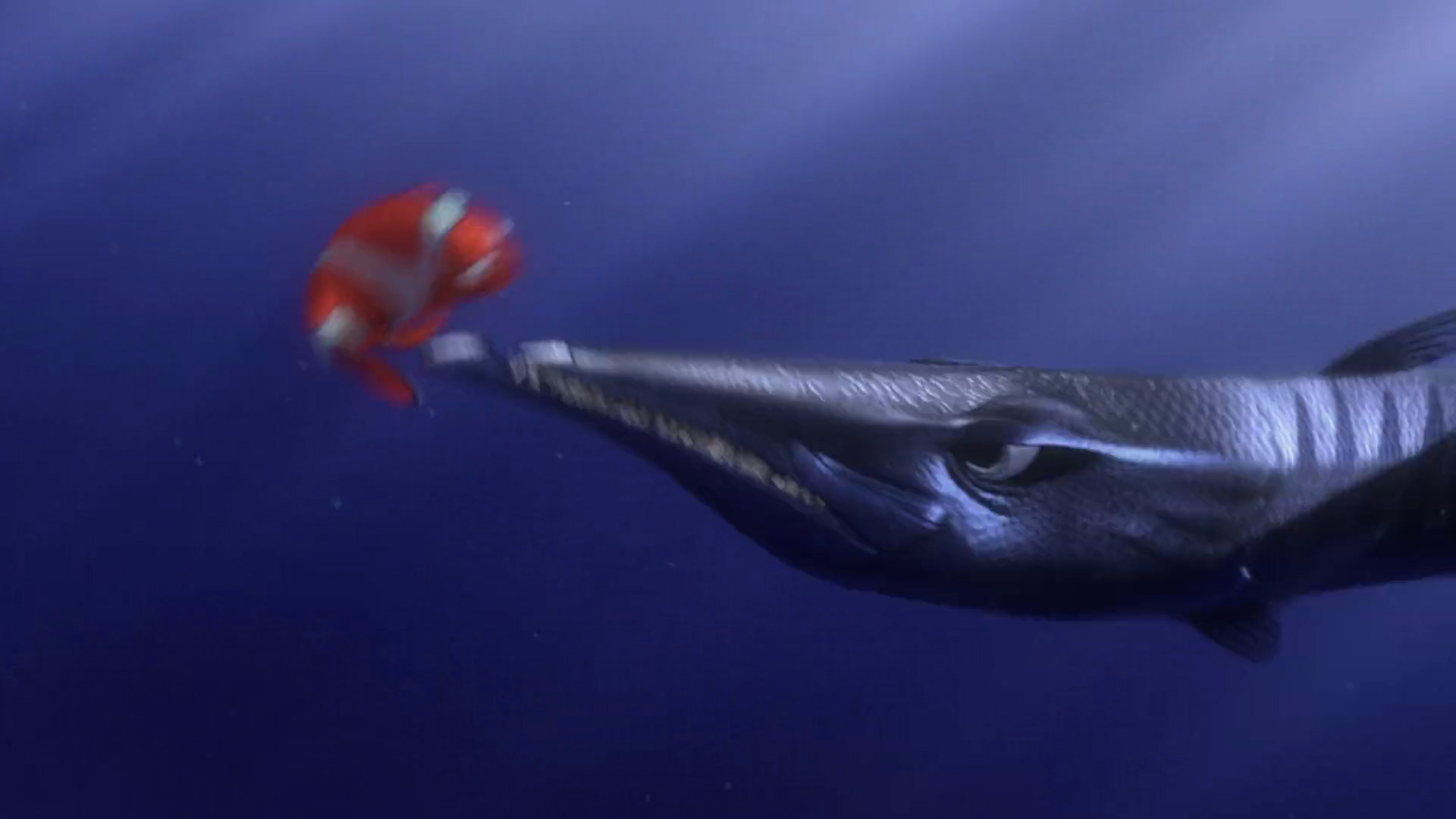 Image - Finding-nemo-disneyscreencaps com-290.jpg | Wickedpedia ... Image - Finding-nemo-disneyscreencaps com-290.jpg | Wickedpedia ...