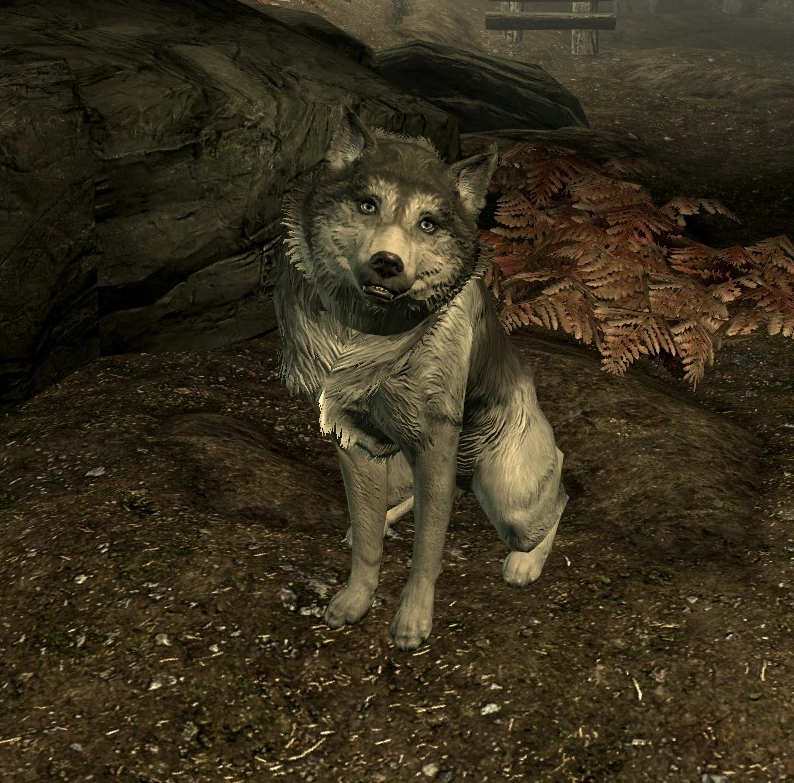 Husky | Elder Scrolls | FANDOM powered by Wikia