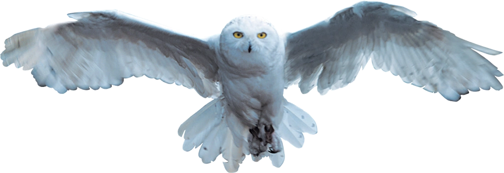 Imagen - Hedwig.png | Harry Potter Wiki | FANDOM powered by Wikia