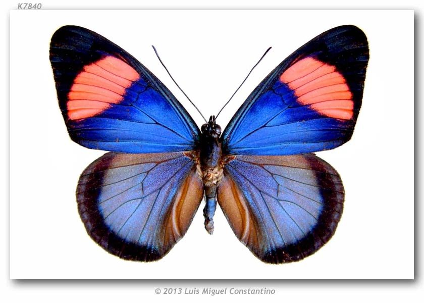 Image - 35 Pastel Papillion.jpg | Flutter Butterfly Sanctuary Wiki ...