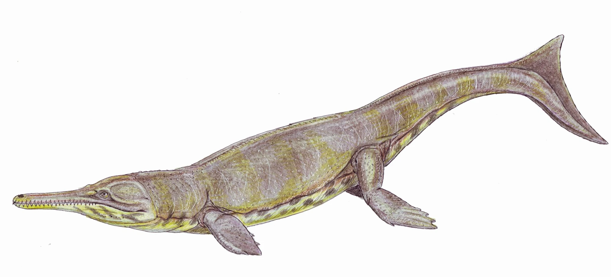 Metriorhynchidae | Fossil Wiki | Fandom powered by Wikia