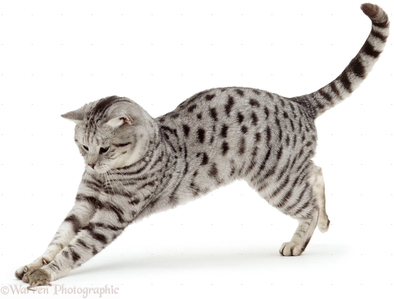 Black Cat Pouncing