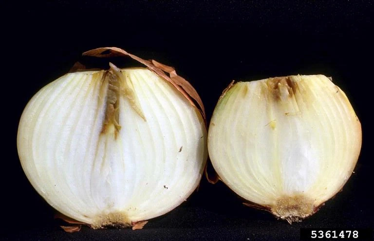 Image - Onion Bacterial Soft Rot Erwinia carotovora .jpg | WikiGardener ...