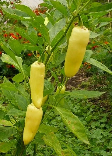 Capsicum baccatum 'Aji crystal' | WikiGardener | FANDOM powered by Wikia