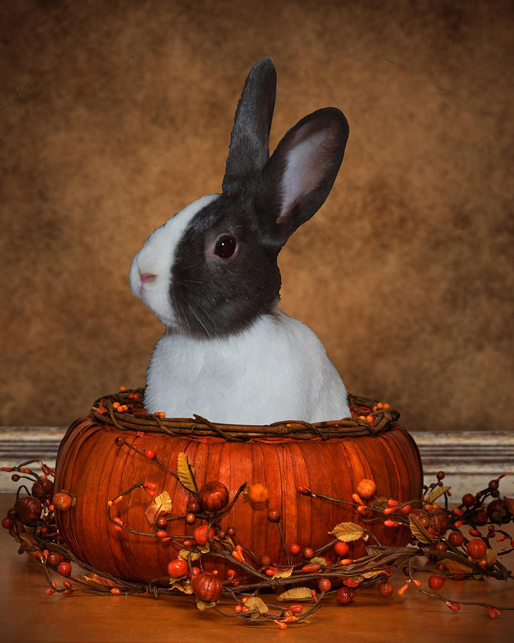 Bunny Halloween Wiki Fandom Powered By Wikia
