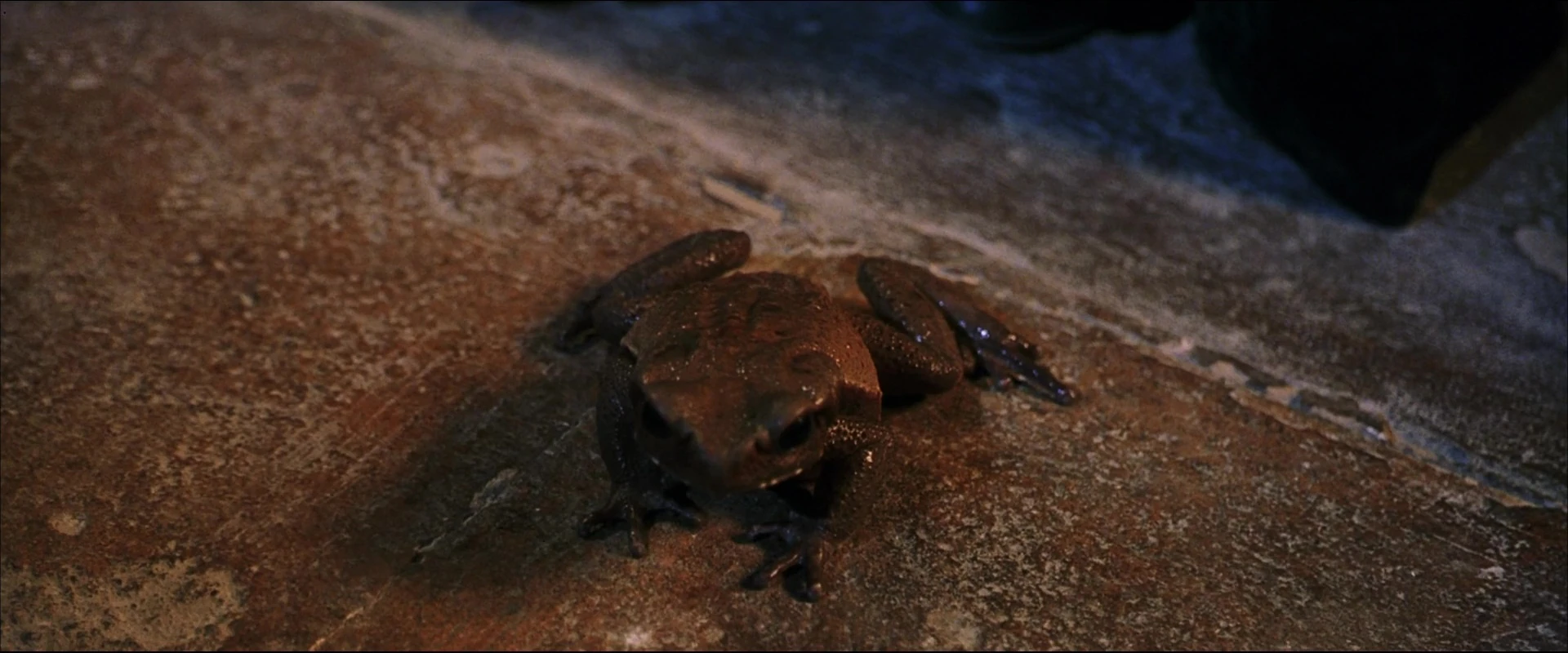 Trevor | Harry Potter Wiki | Fandom powered by Wikia