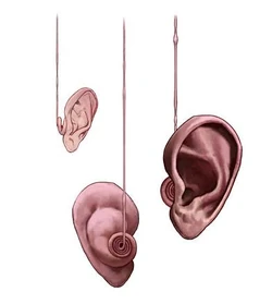 Extendable Ears | Harry Potter Wiki | FANDOM powered by Wikia