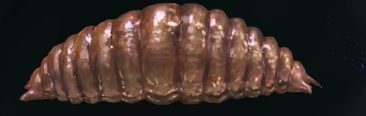 Image - Flobberworm FBCFTWW.jpg | Harry Potter Wiki | FANDOM powered by ...