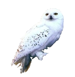 Bild - Hedwig (transparent).png | Harry-Potter-Lexikon | FANDOM powered ...