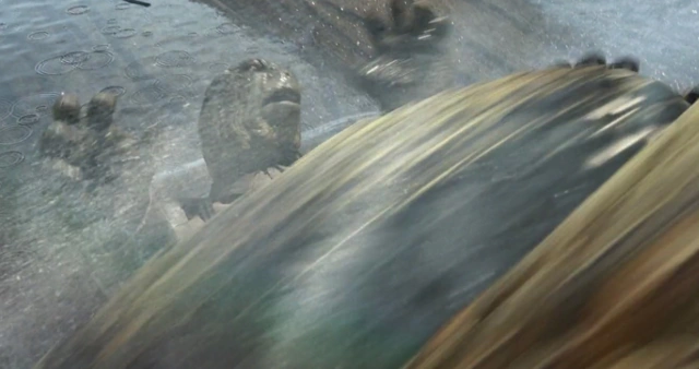 Tortoise John | Jaden's Adventures Wiki | FANDOM powered by Wikia