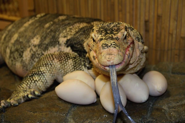 Mrs. Kipling | Jessie Wiki | FANDOM powered by Wikia