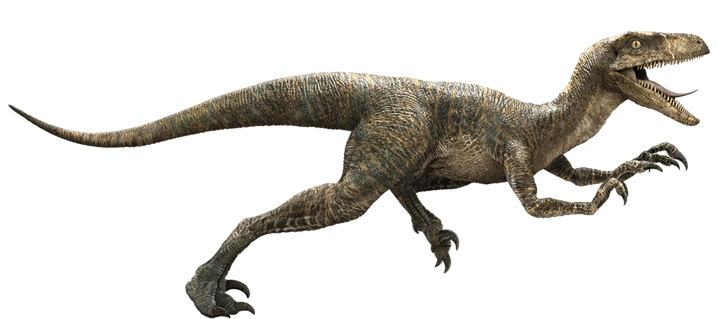 Velociraptor Movie Canon Jurassic Park Wiki Fandom Powered By Wikia