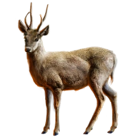 Taruca | Mafia Wars Wiki | FANDOM powered by Wikia